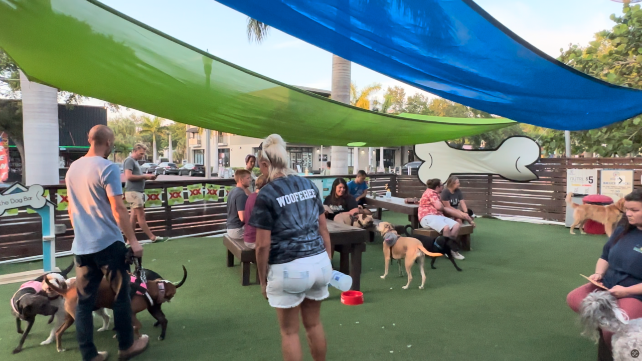 Discover Dog Friendly Things To Do In St. Petersburg, FL - A Guide for ...